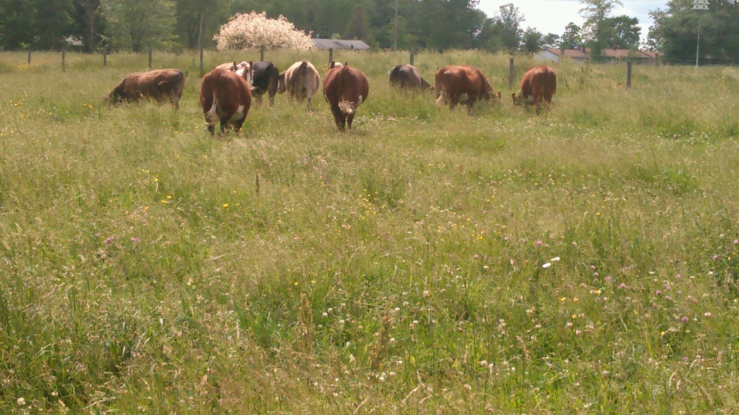 Managed Grazing – RicelandMeadows