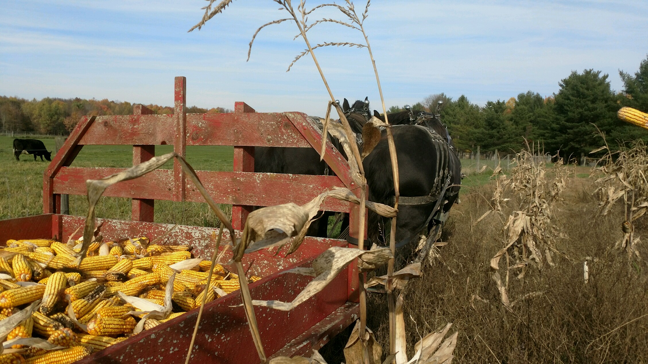 Just “Picking and Grinning” – RicelandMeadows