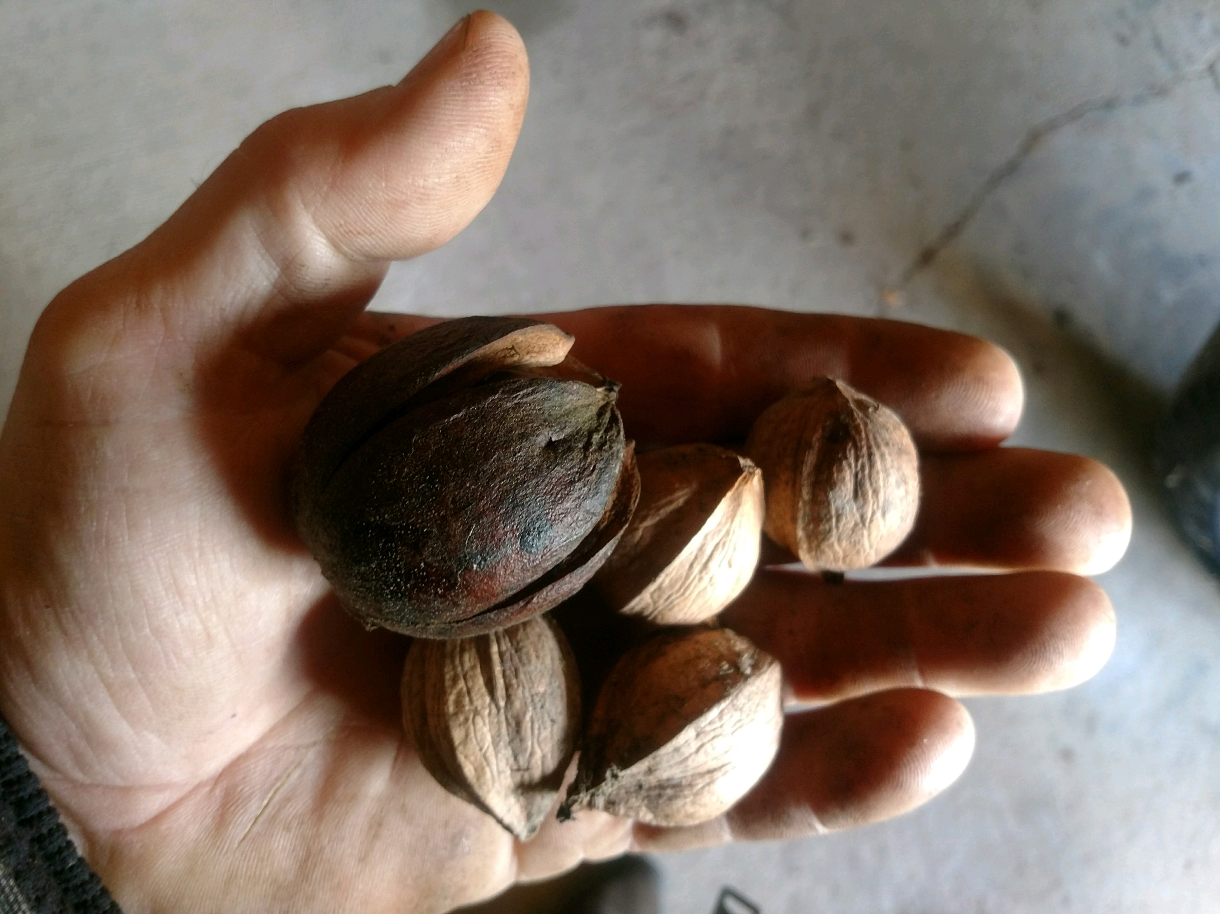 Got Nuts? – RicelandMeadows