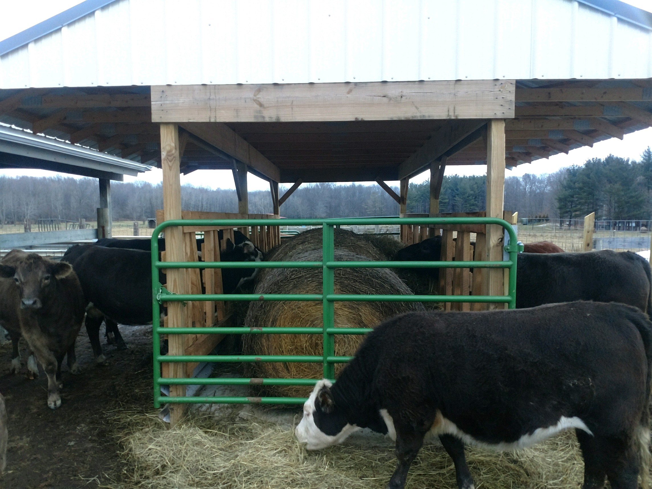 Winter Hay Feeder – RicelandMeadows