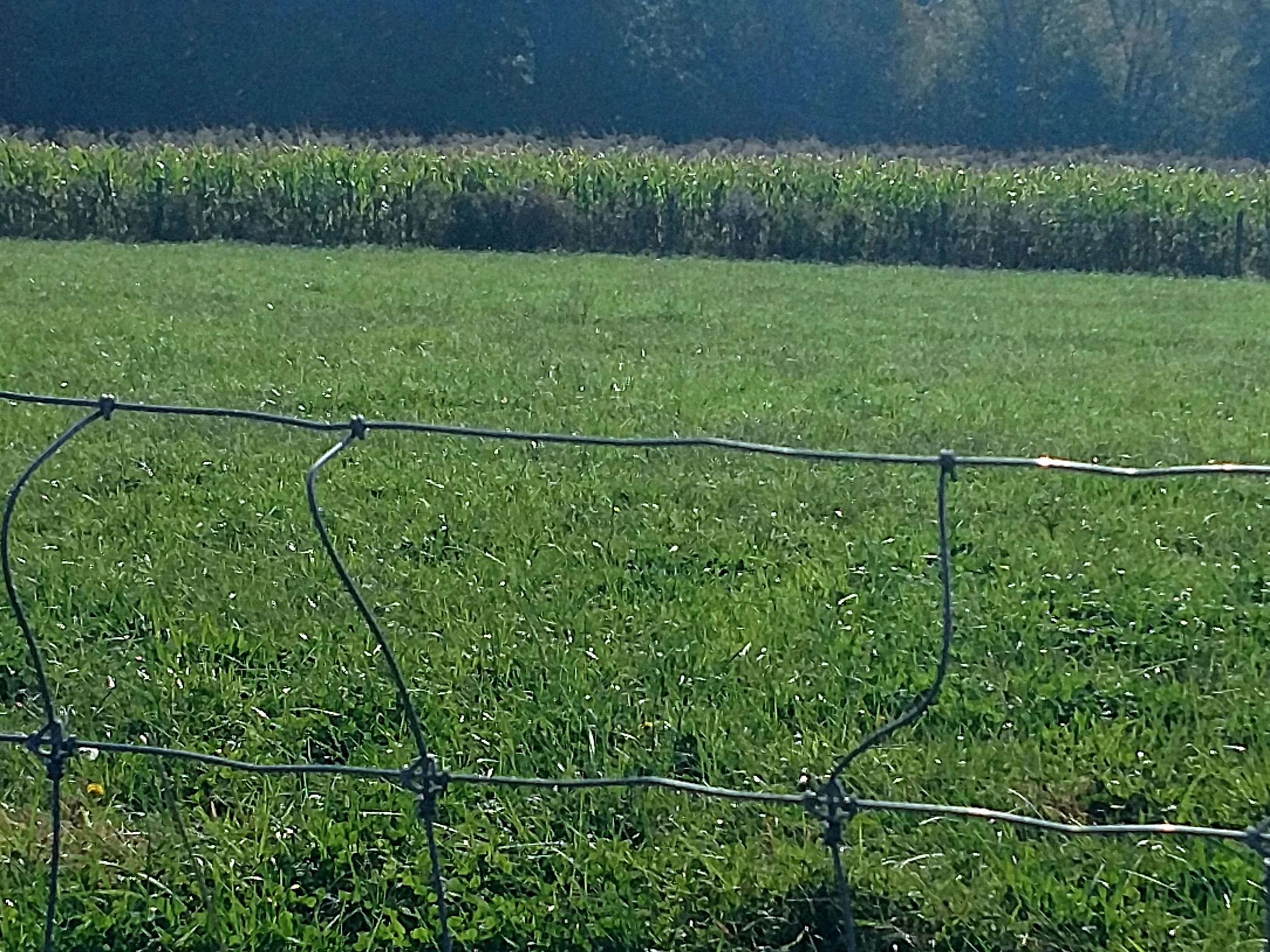 Crop and Animal Rotation – RicelandMeadows