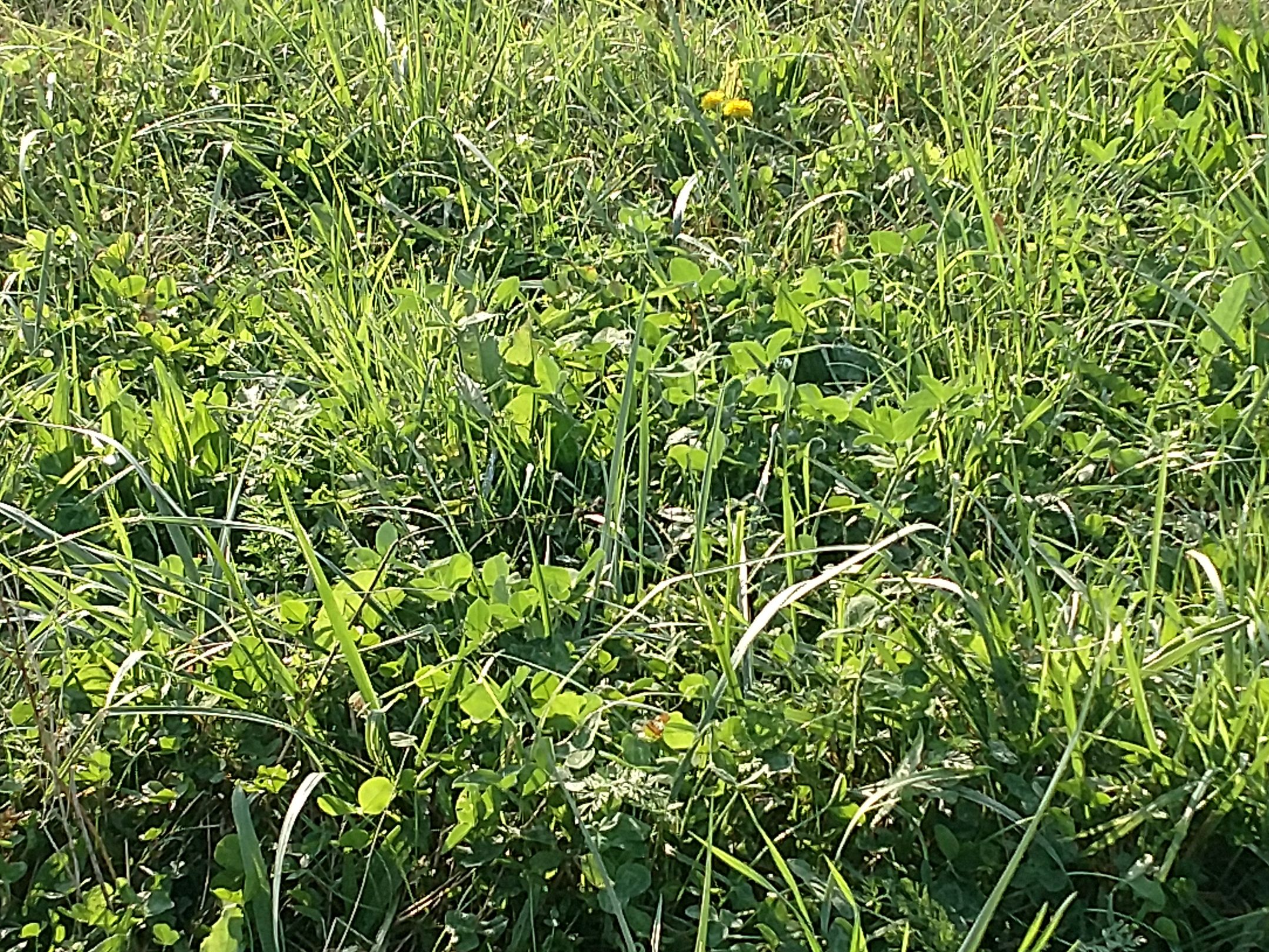 Crop and Animal Rotation – RicelandMeadows