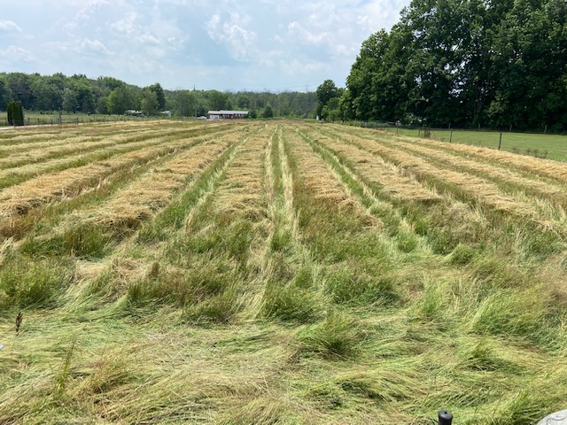 Speltz Crop 2020 – RicelandMeadows