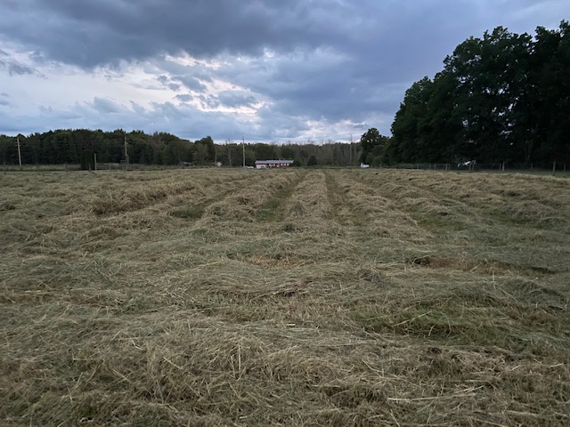 Speltz Crop 2020 – RicelandMeadows