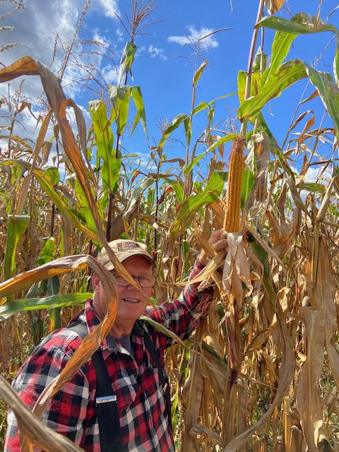 Open Pollinated Corn Harvest – RicelandMeadows